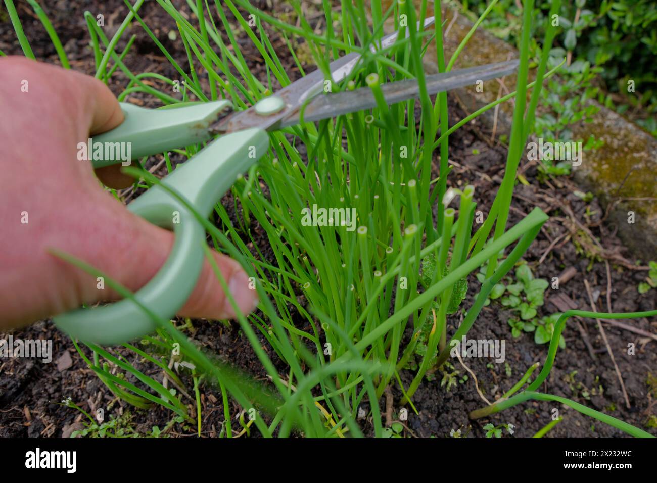 Cutting chives as an ingredient for kitchen dishes, vegetables, herb ...