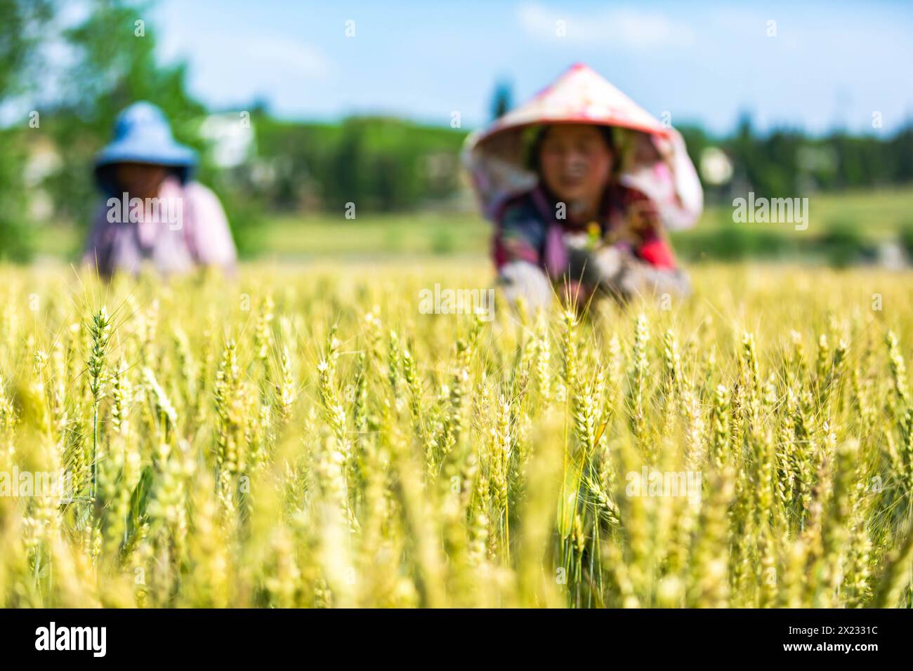 Anshun, China's Guizhou Province. 19th Apr, 2024. Farmers work in a ...