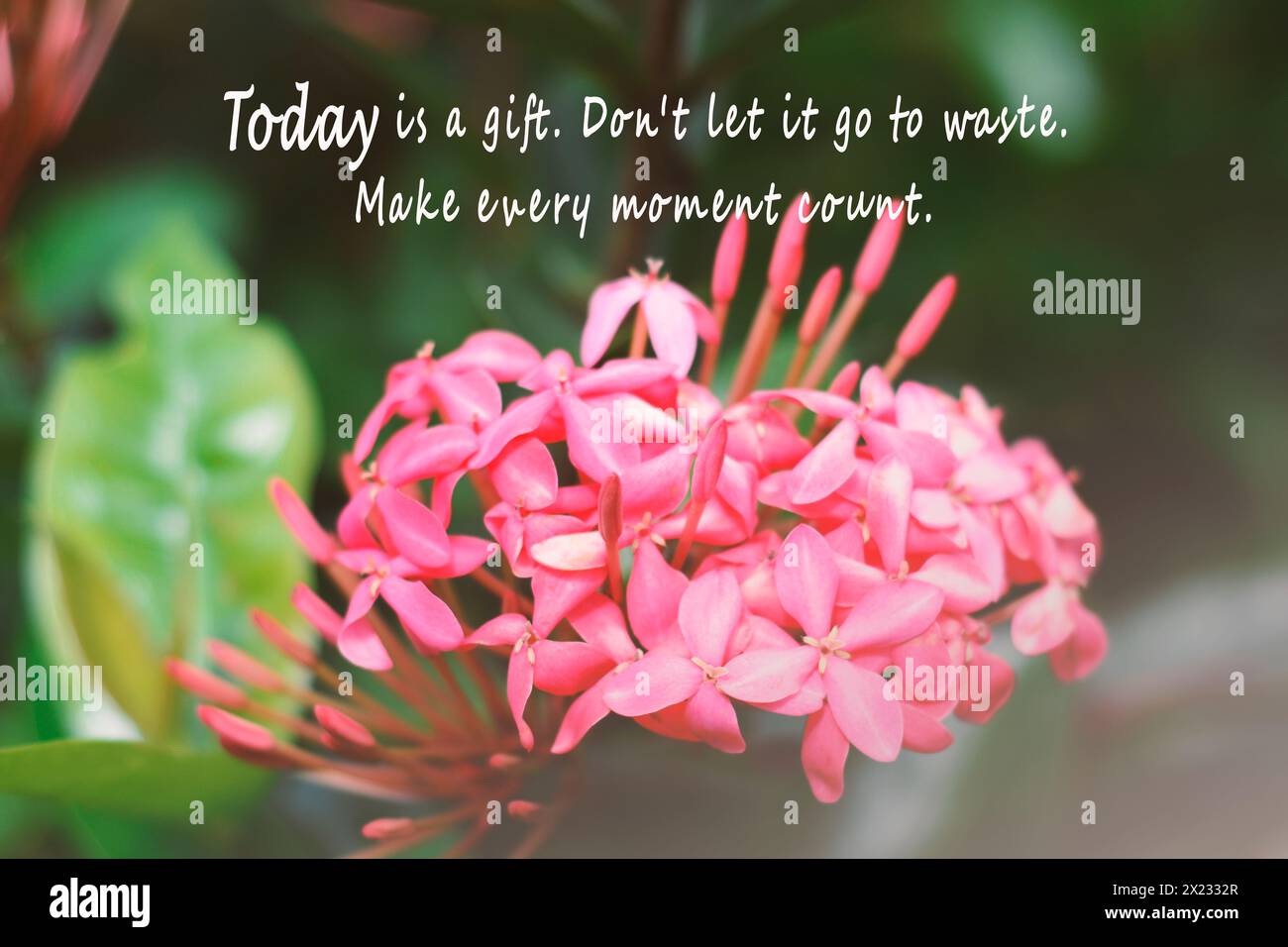 Flower picture with motivation and inspirational quote Stock Photo - Alamy