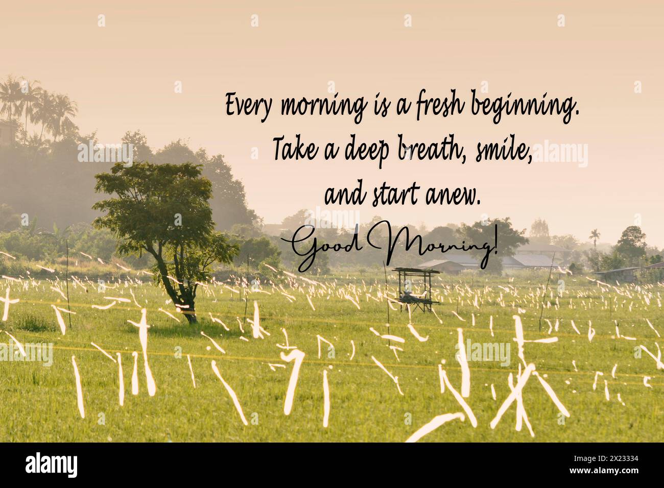 Paddy field with motivational and inspirational quote Stock Photo - Alamy