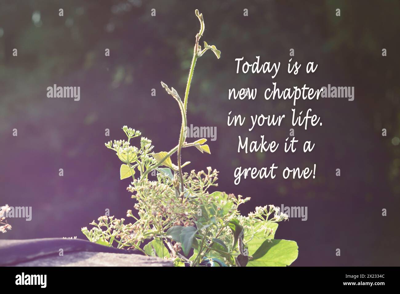 Green nature with motivational and inspirational quote Stock Photo - Alamy