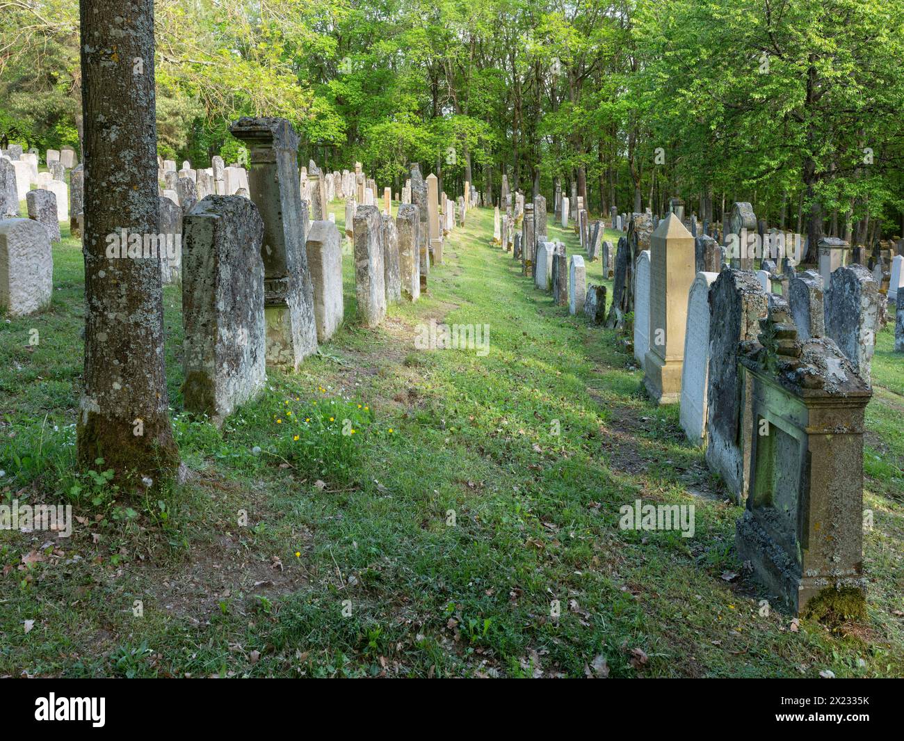 Old Jewish cemetery on the Judenhuegel near Kleinbardorf, municipality ...