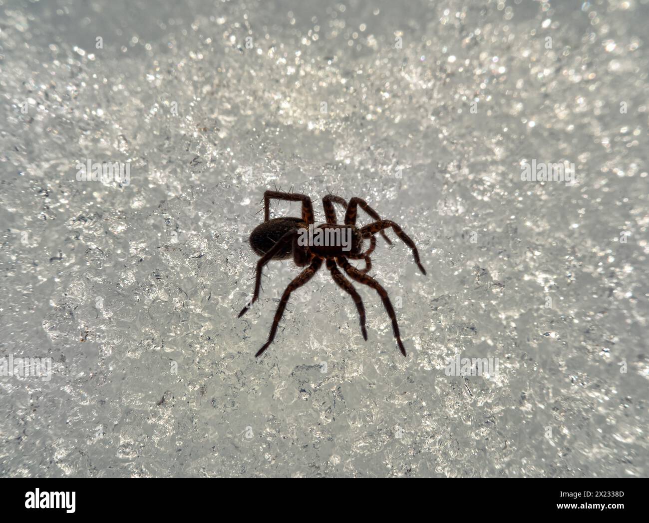 The Wolf Spider Lycosidae Wakes Up In The Spring One Of The First Migrations And Hunting Of