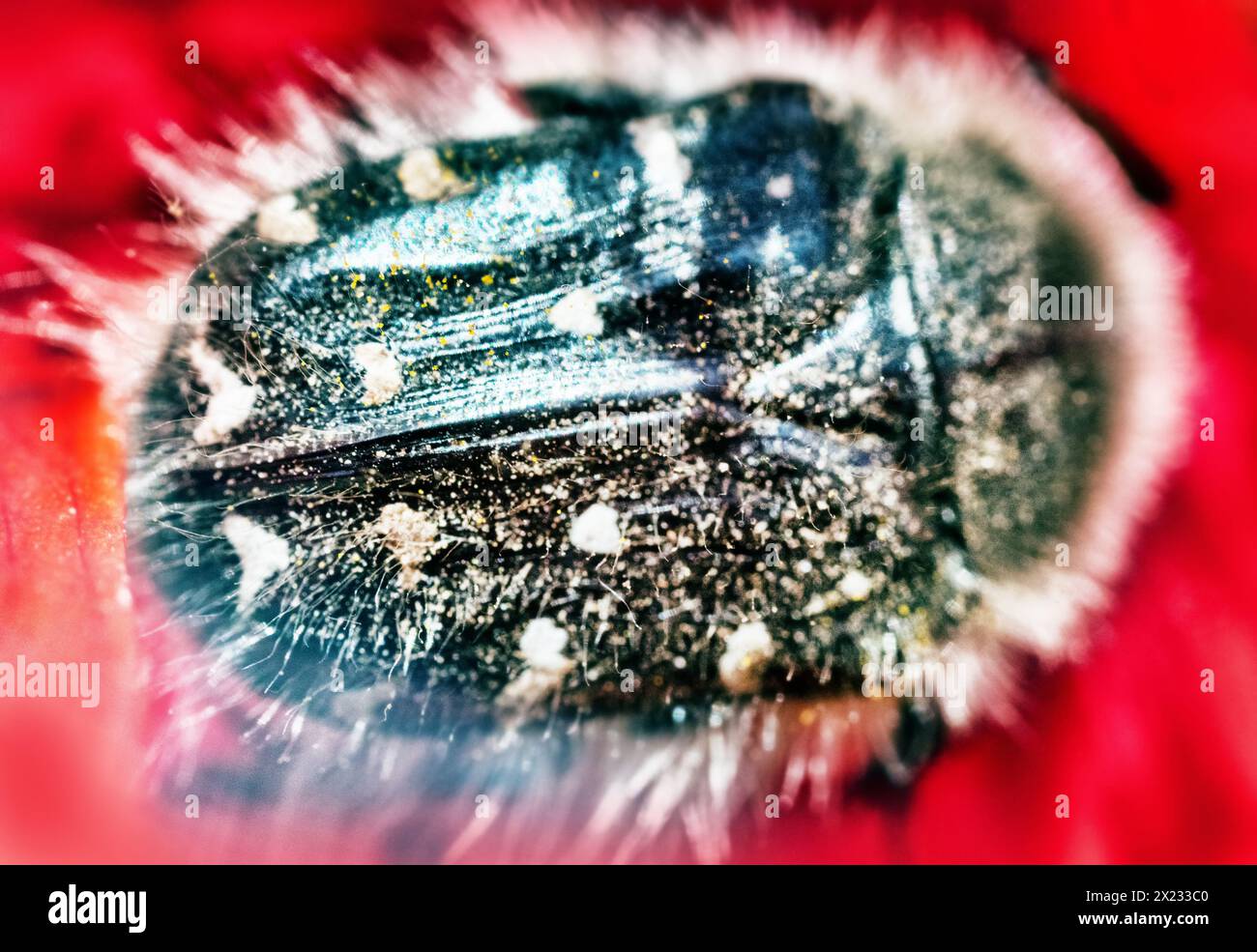 Blossom feeder (Epicometis hirta) from forest-steppe zone of ...