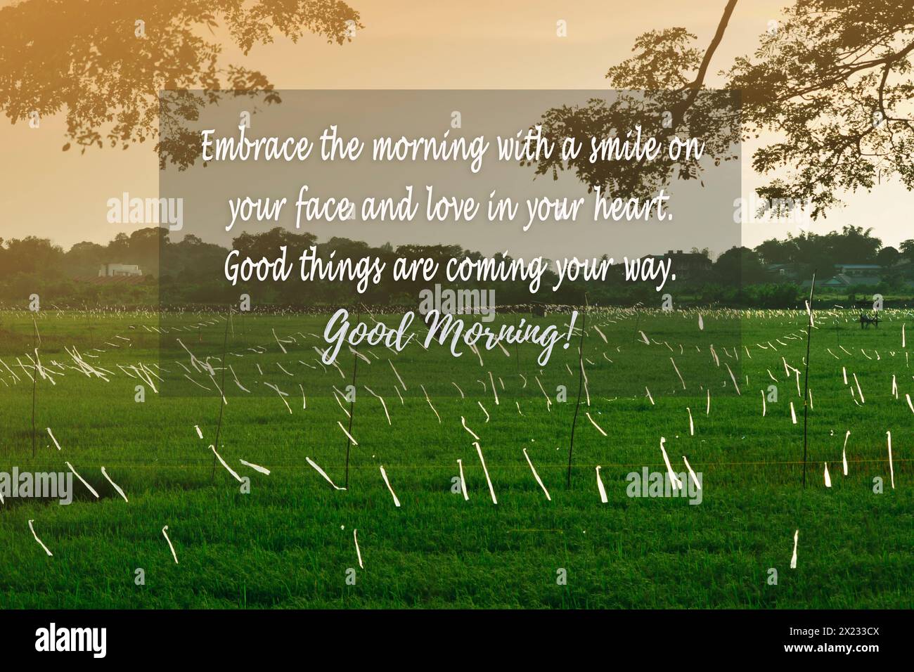 Paddy field with motivational and inspirational quote Stock Photo - Alamy