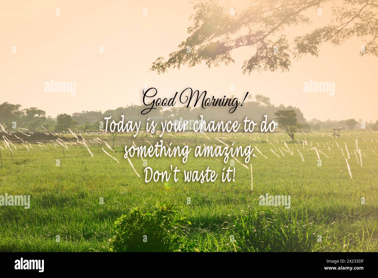 Paddy field with motivational and inspirational quote Stock Photo - Alamy