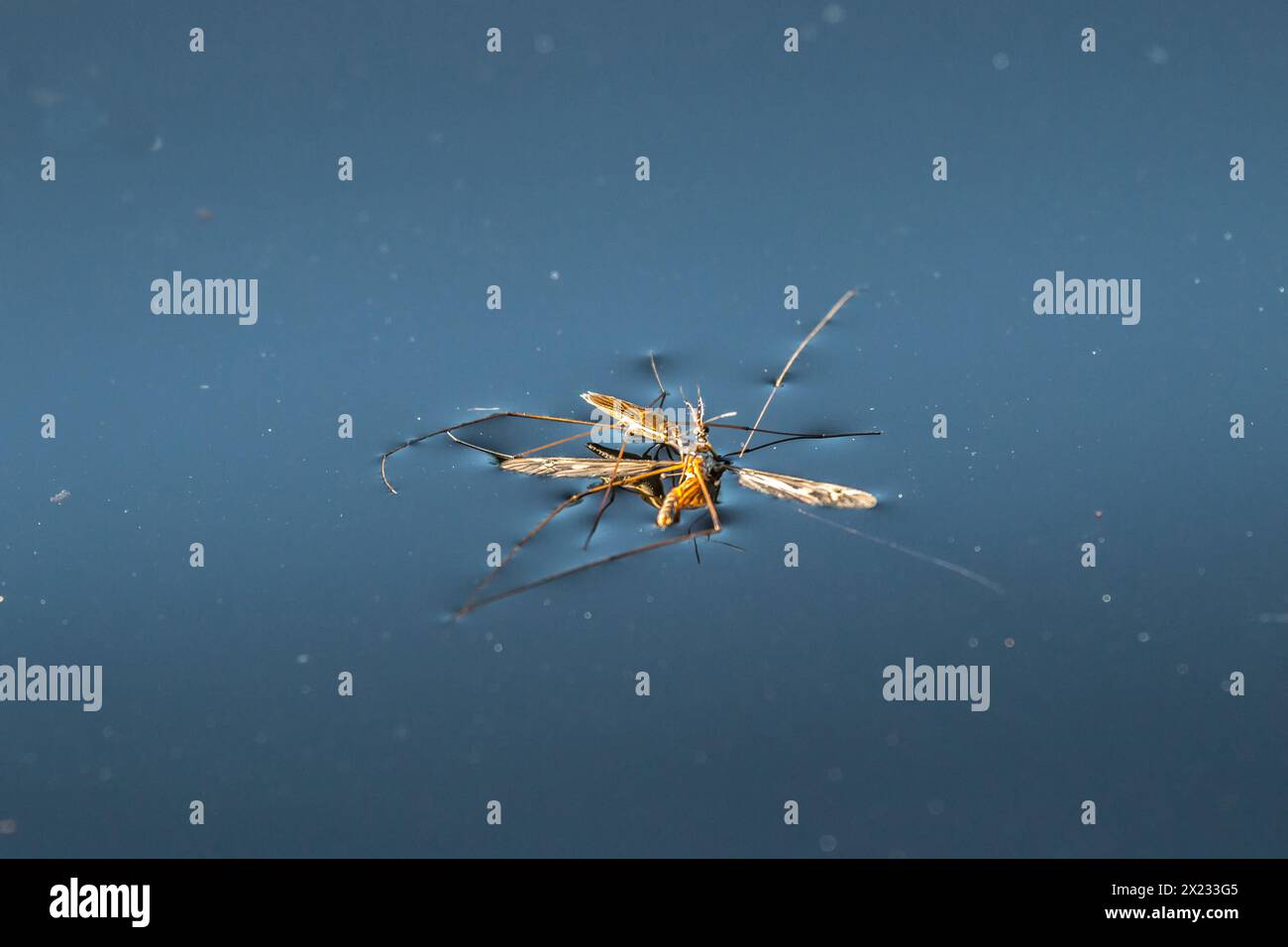 Predatory mite hi-res stock photography and images - Alamy