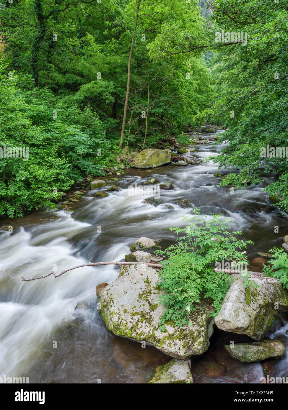 The River Bode with rapids and boulders in the Bode Valley between ...