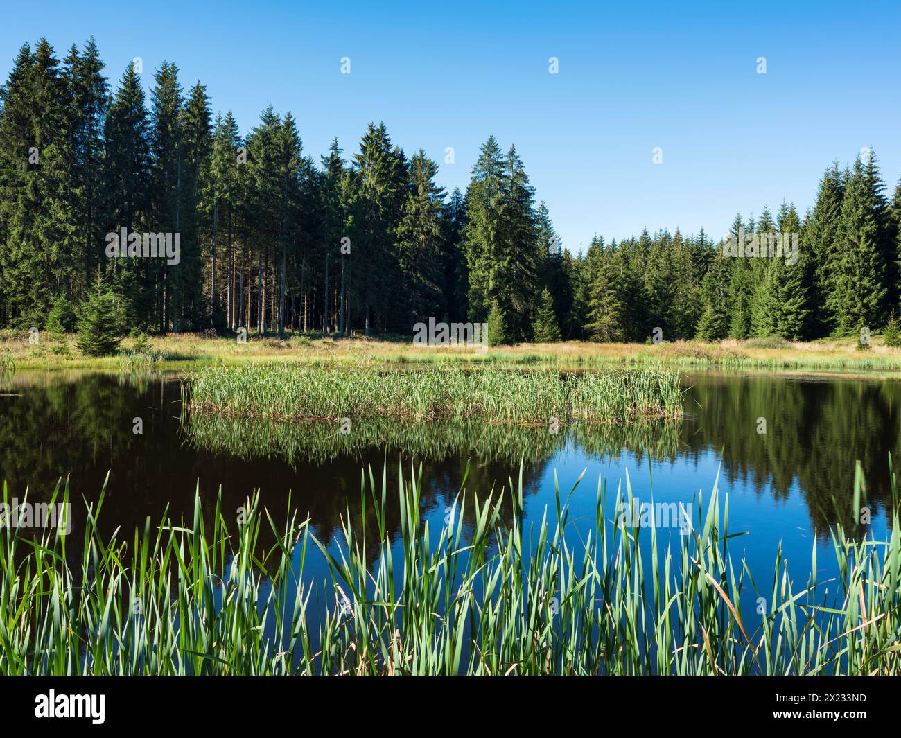 Small lake in the Thuringian Forest, spruce forest reflected, Thuringia ...