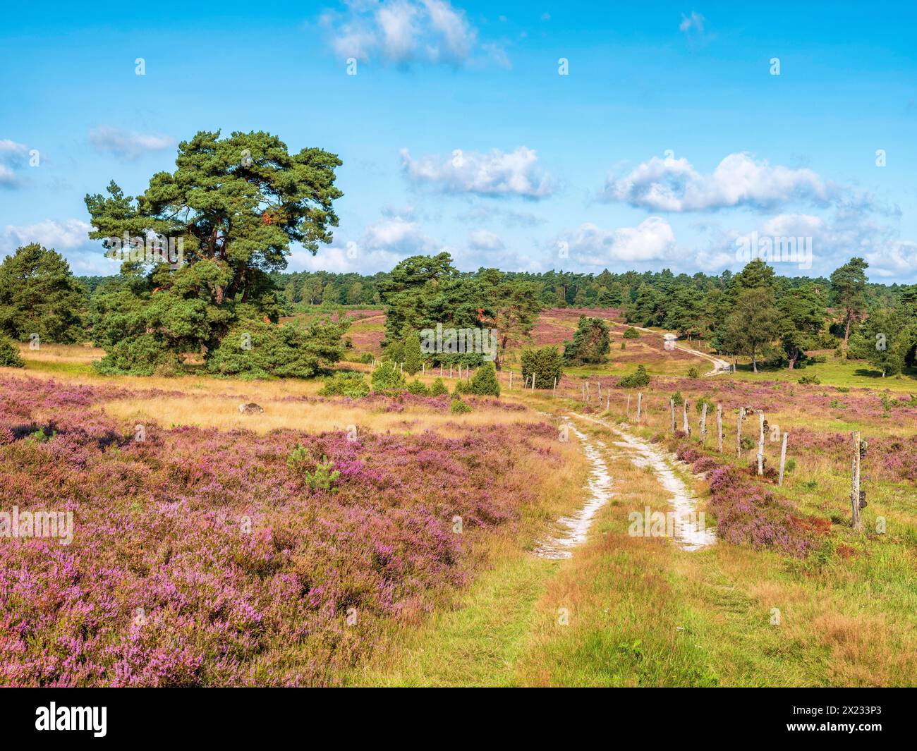 Typical heath landscape with hiking trail and flowering heather ...