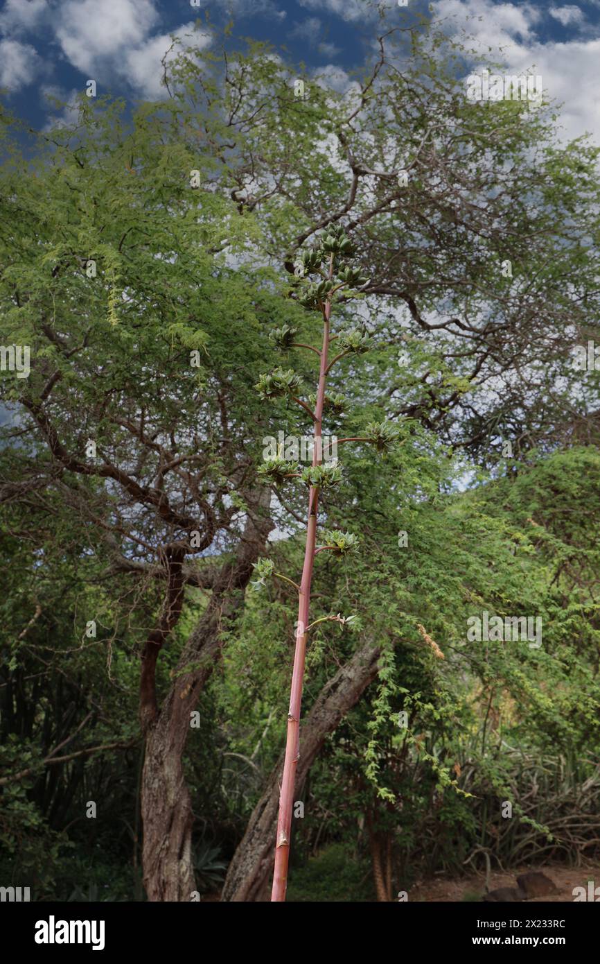 Yucca plant seed pods hi-res stock photography and images - Alamy