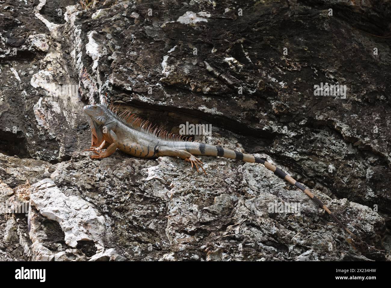 The green iguana, in Sint Maarten, also known as the American Iguana is ...