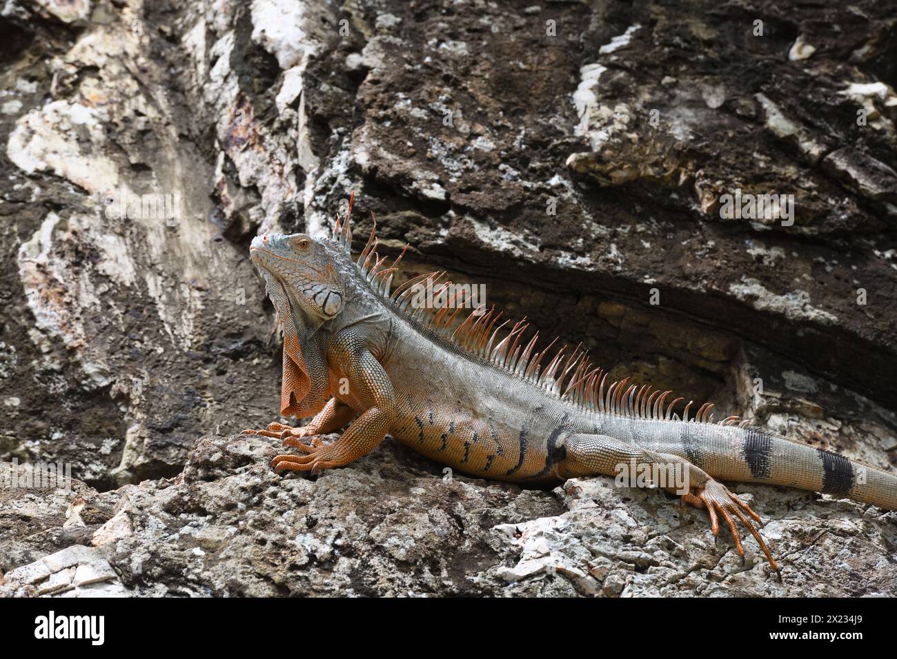 The green iguana, in Sint Maarten, also known as the American Iguana is ...