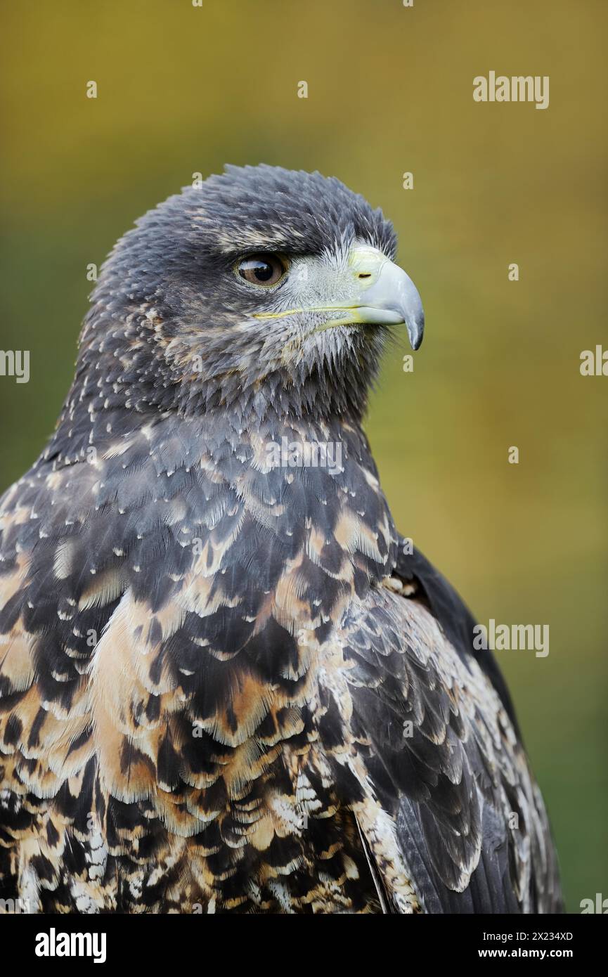 Andean buzzard or black-chested buzzard-eagle (Geranoaetus melanoleucus ...