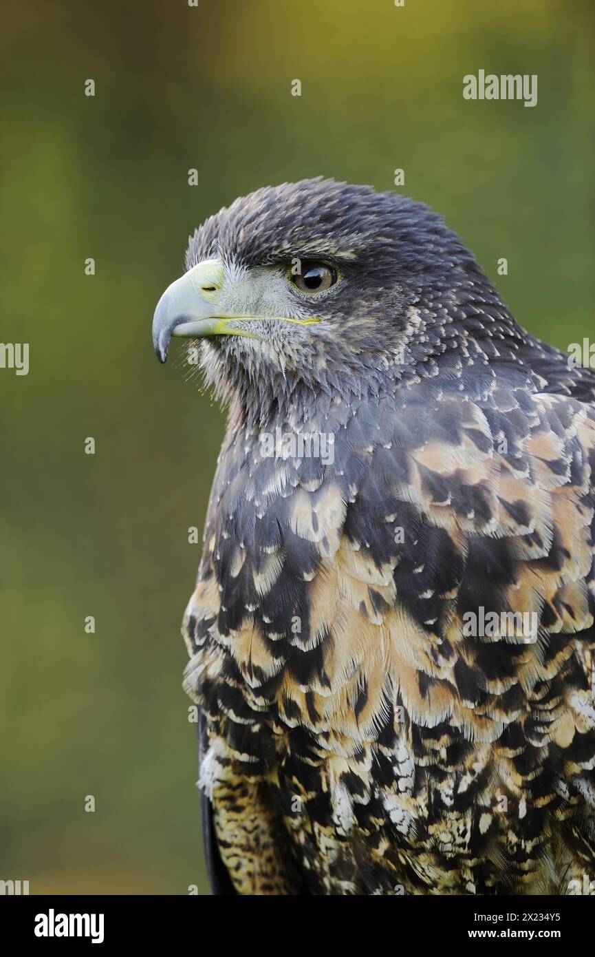 Andean buzzard or black-chested buzzard-eagle (Geranoaetus melanoleucus ...
