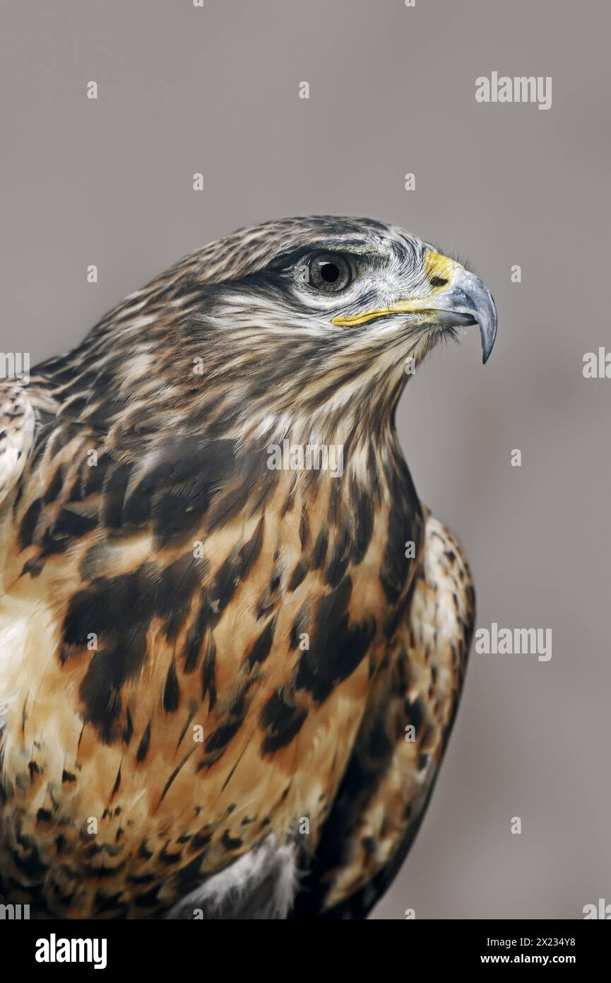Mongolian Buzzard or upland buzzard (Buteo hemilasius), portrait ...