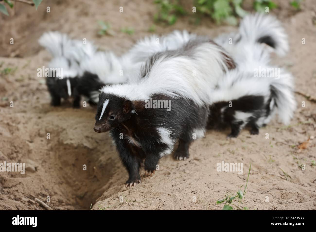 Striped skunk (Mephitis mephitis), female with young at the burrow ...