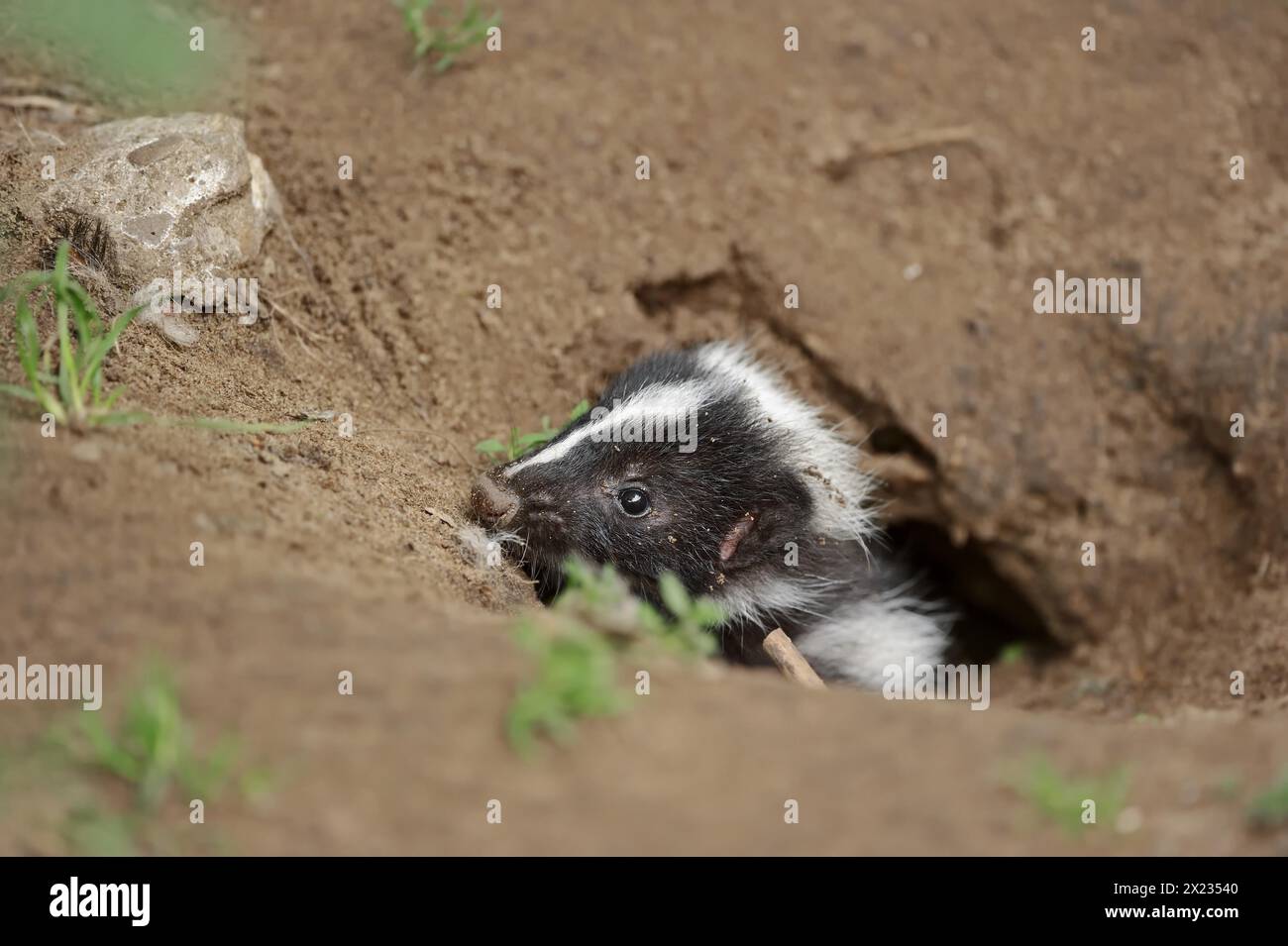 Mephitis mephitis den hi-res stock photography and images - Alamy