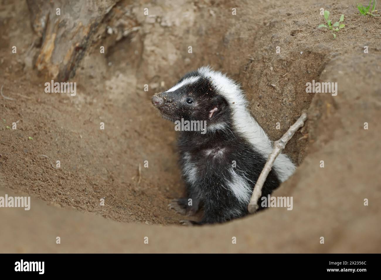 Skunk den hi-res stock photography and images - Alamy