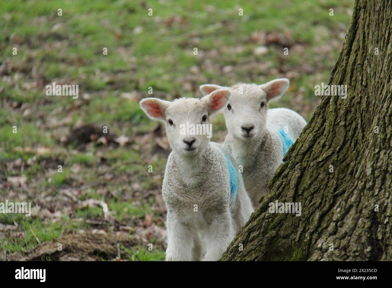 Two New Born Baby Sheep Lambs Behind a Tree Stock Photo - Alamy