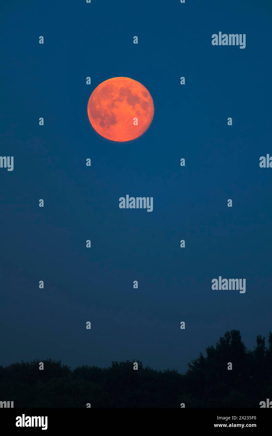Red moon tree hi-res stock photography and images - Alamy