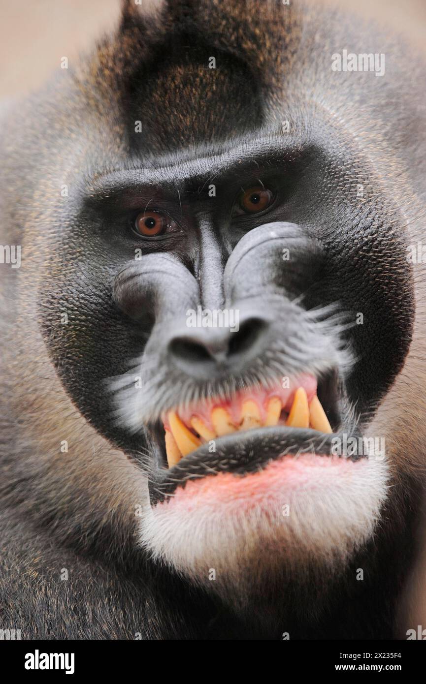 Drill (Mandrillus leucophaeus), male threatening, portrait, captive ...