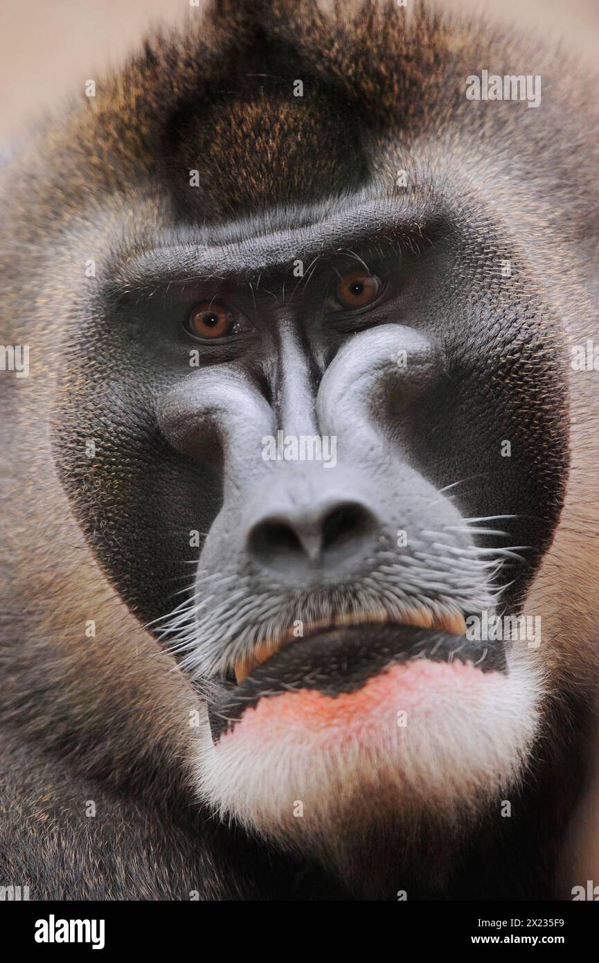 Drill (Mandrillus leucophaeus), male, portrait, captive, occurrence in ...