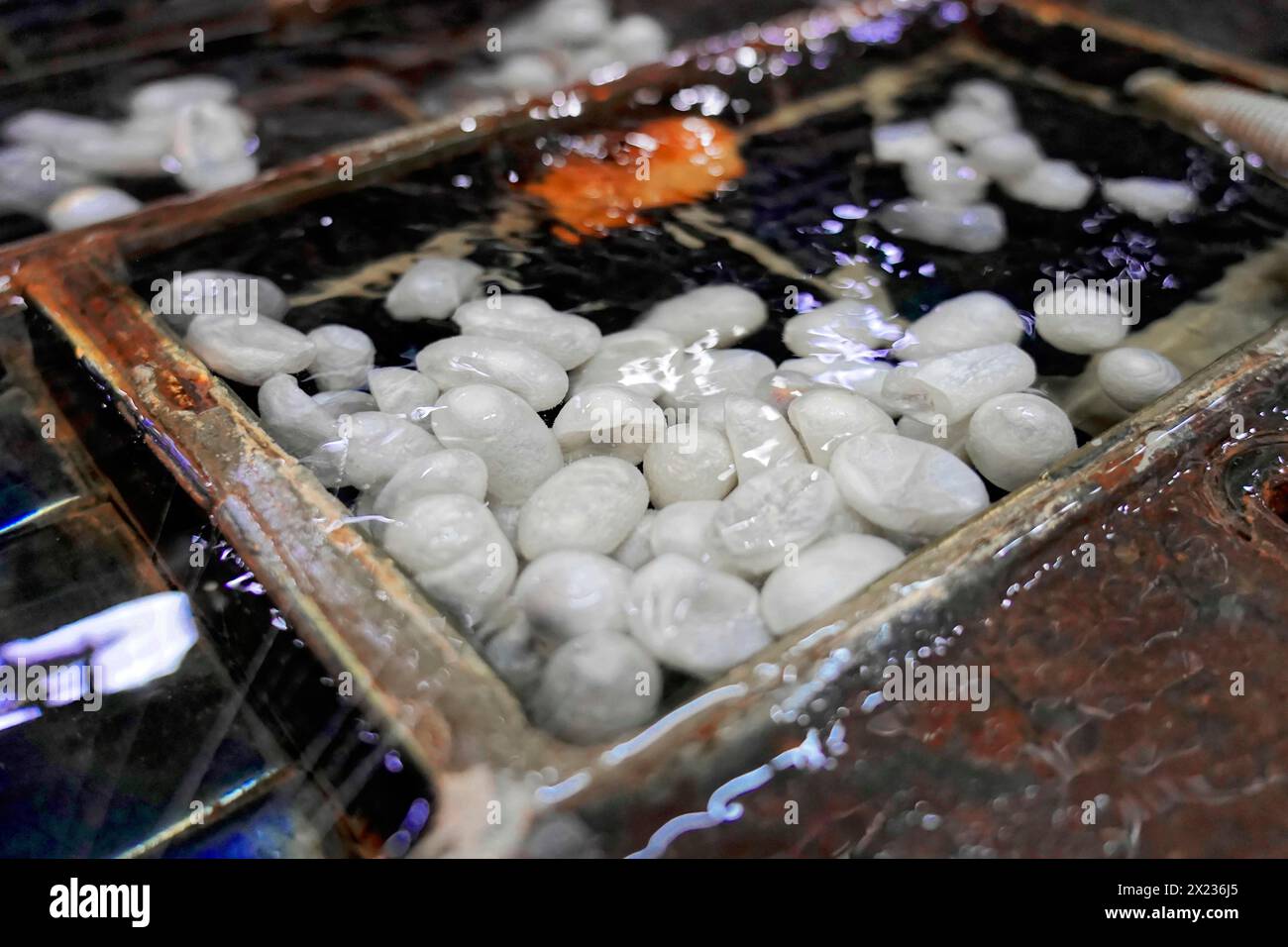 Silk factory Shanghai, White silk cocoons floating in a water basin in ...