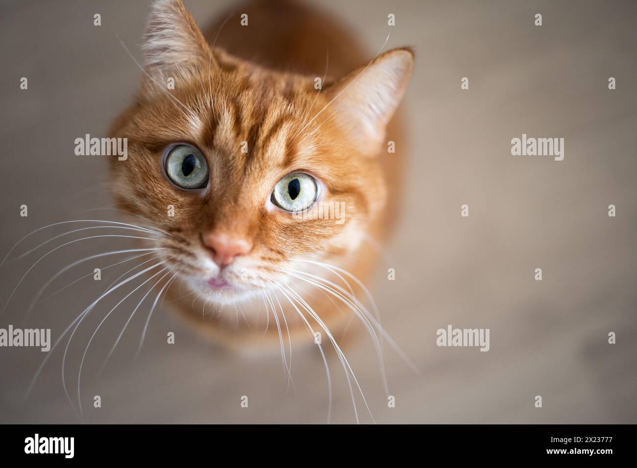 Funny ginger cat with green eyes watching in the camera Stock Photo - Alamy