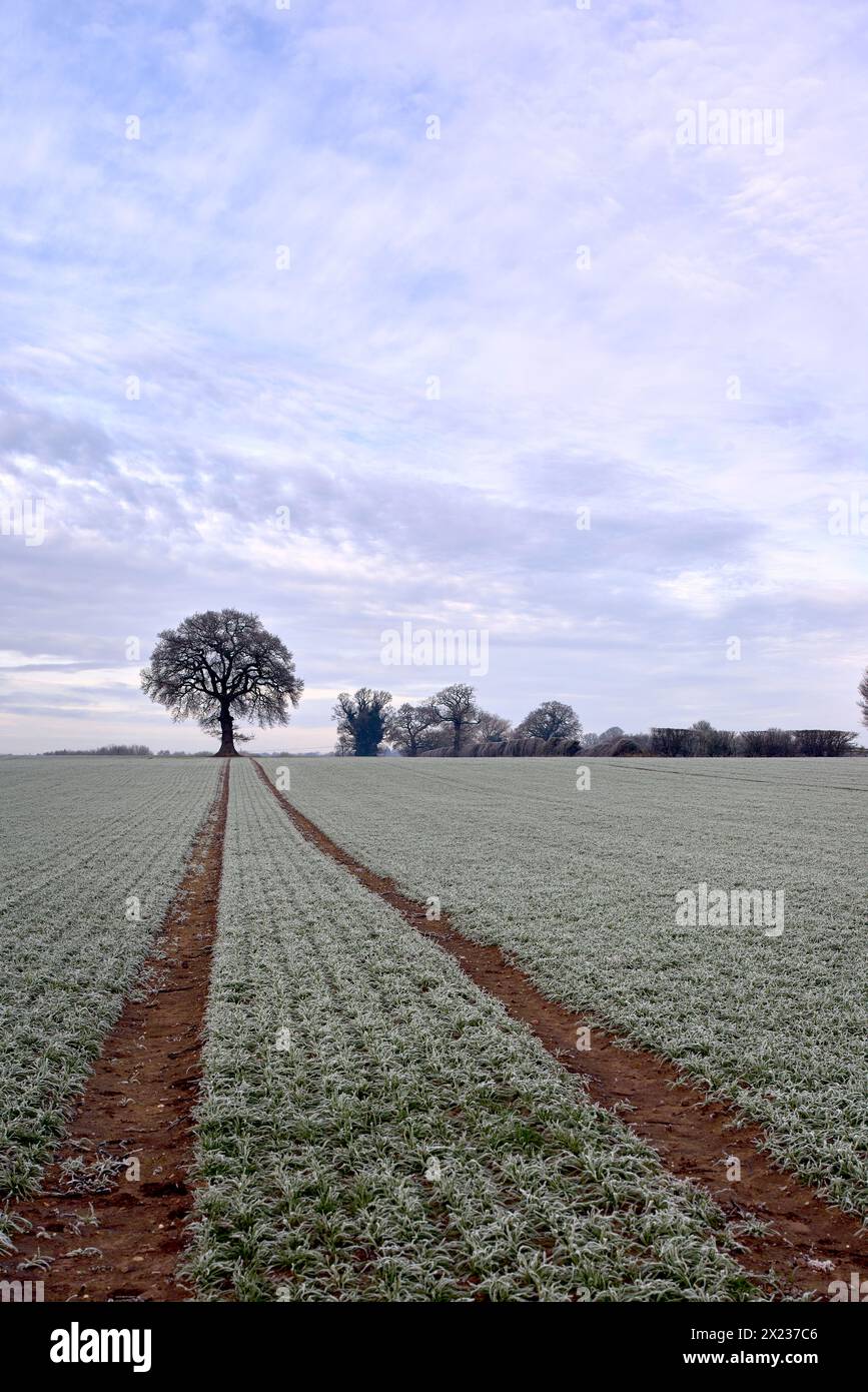 Distant tree on a Winter morning with sky 3 of 3 Stock Photo - Alamy