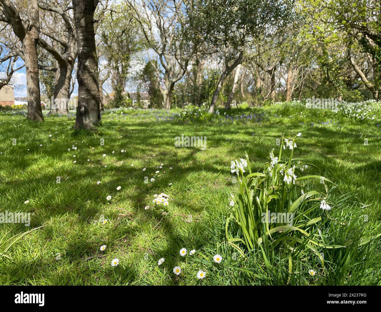 A woodland scene shows wild garlic in foreground with trees and housing ...