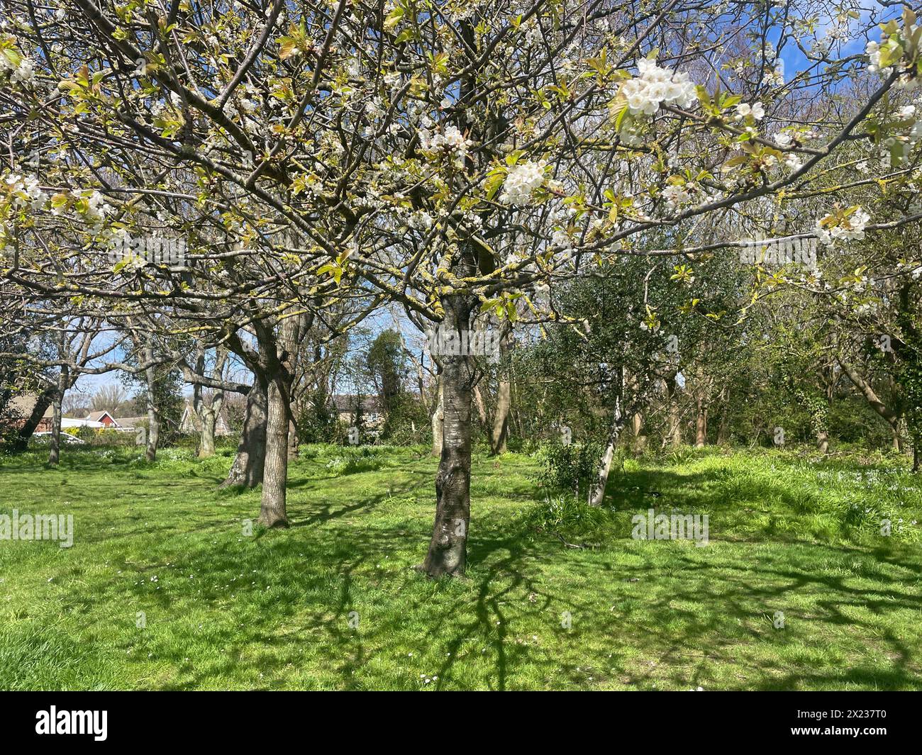 Blossoming spring trees in a woodland with housing in background ...