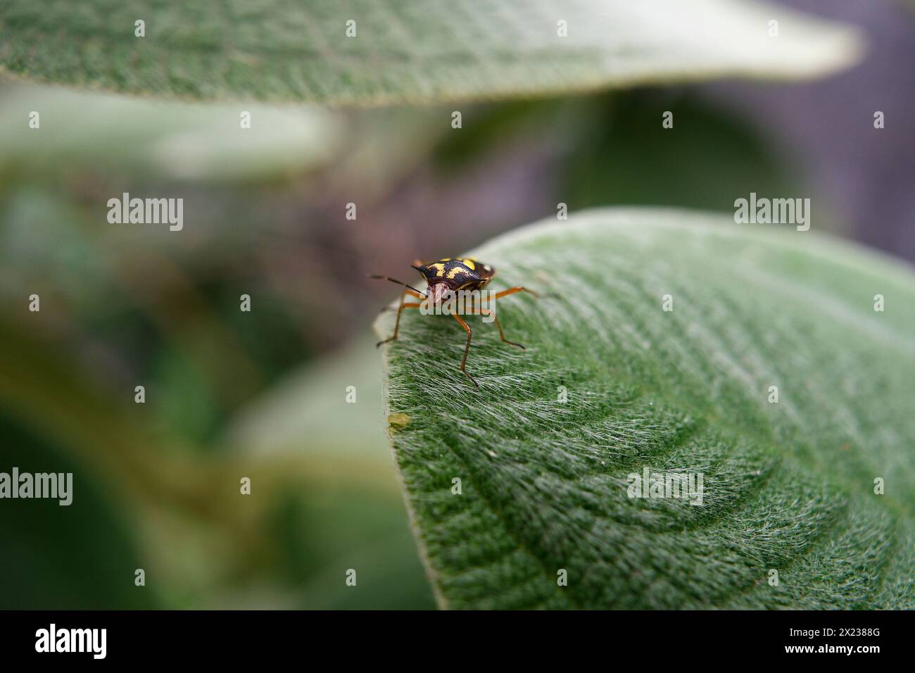brown and yellow field bug Stock Photo - Alamy