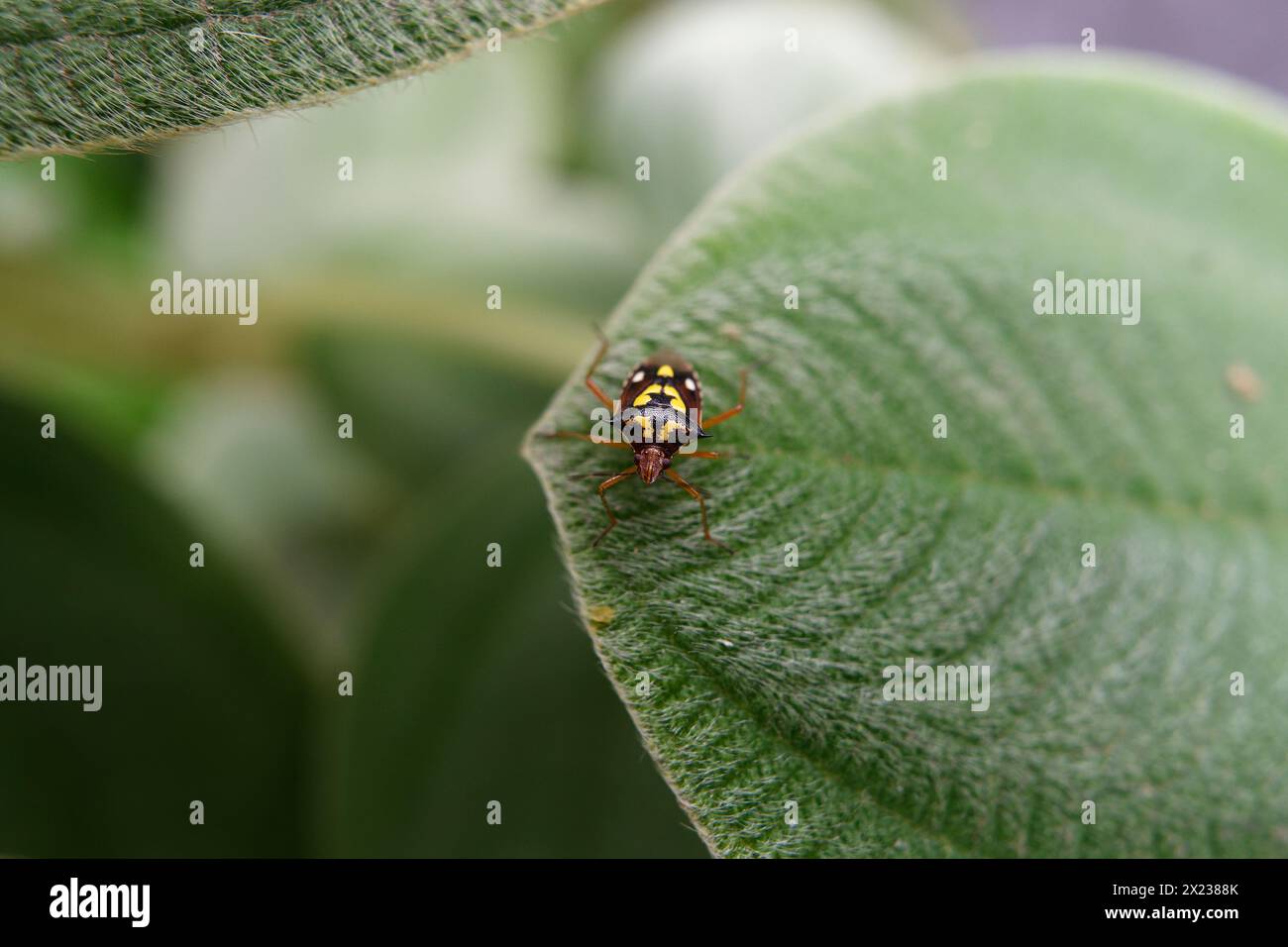 brown and yellow field bug Stock Photo - Alamy