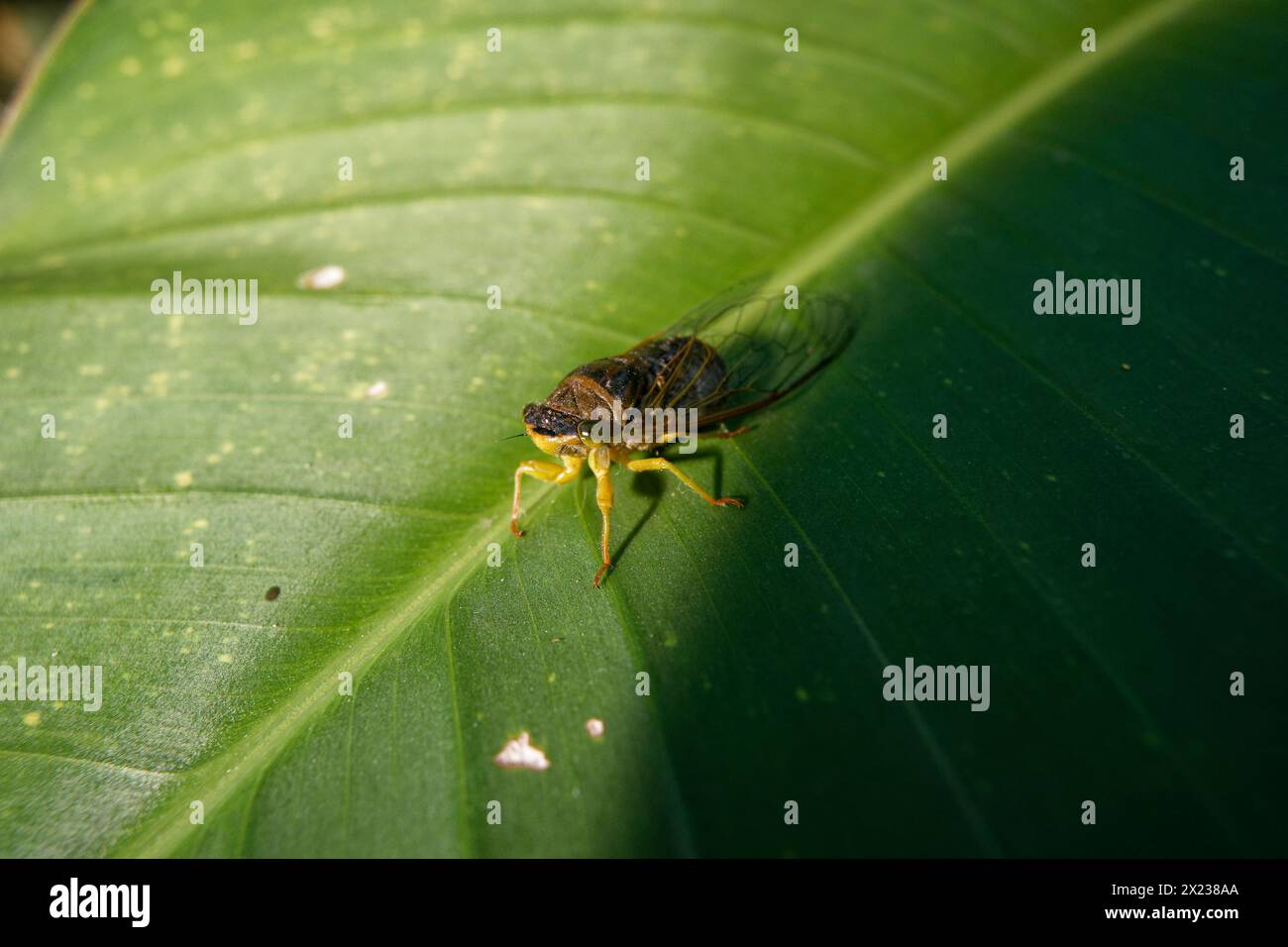 Cicada cicadidae hi-res stock photography and images - Alamy