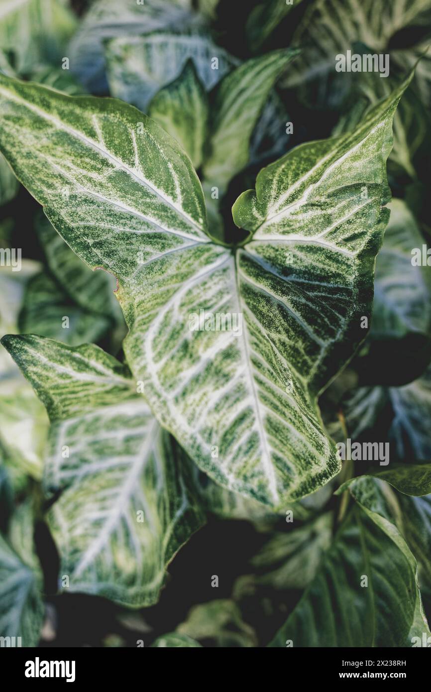 photos of the syngonium podophyllum plant for decorative painting ...
