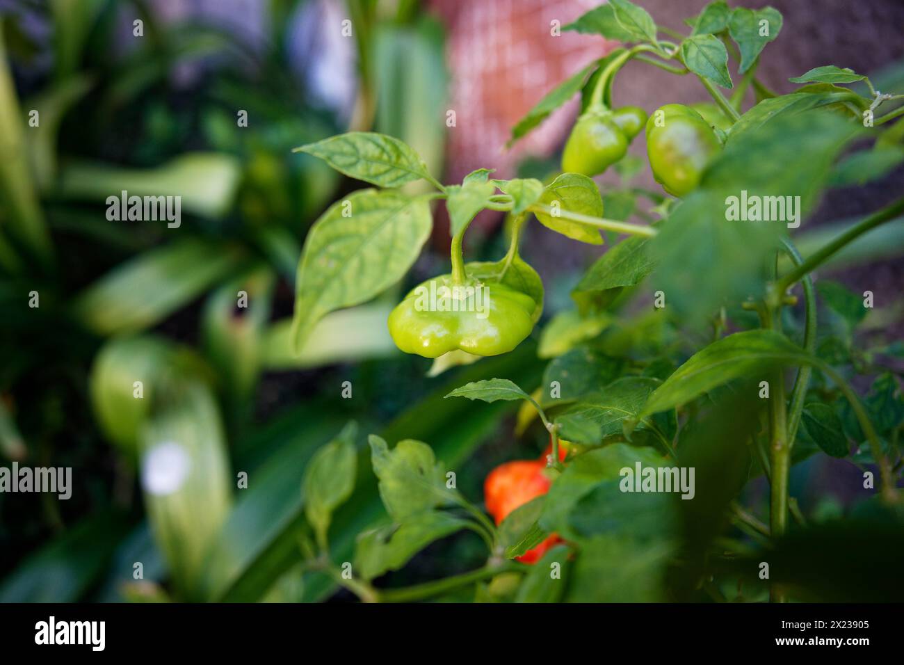 small red fruits of the Capsicum baccatum plant Stock Photo - Alamy