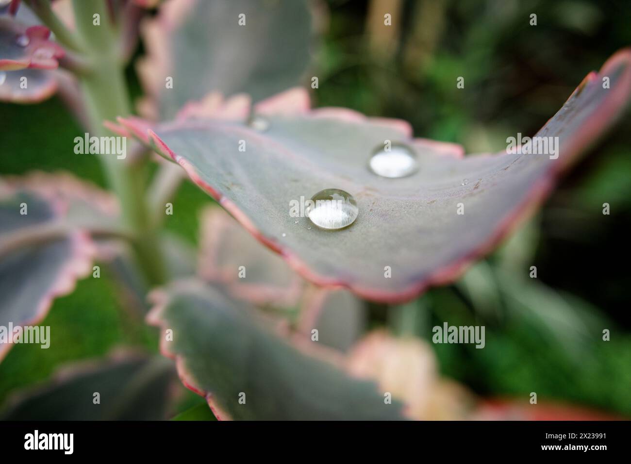 Rainforest leaf rain hi-res stock photography and images - Alamy