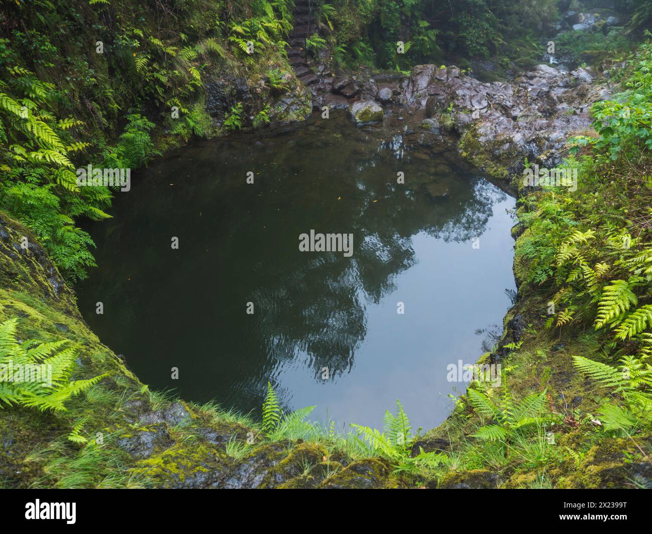 View of small pond at hiking trail PR10 Levada do Furado. One of the ...