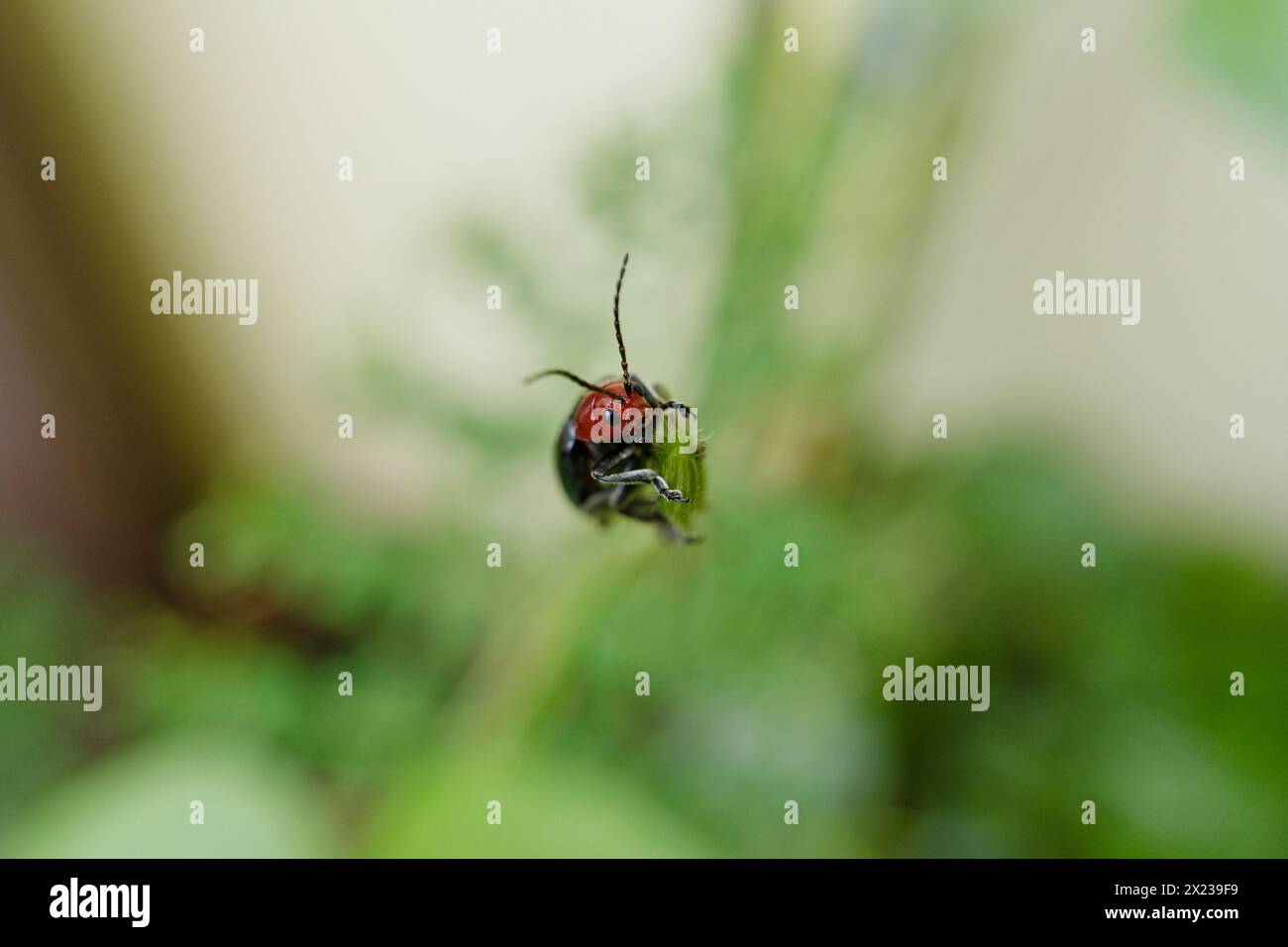 pequeño escarabajo negro de cabeza roja de la especie asphaera lustrans ...