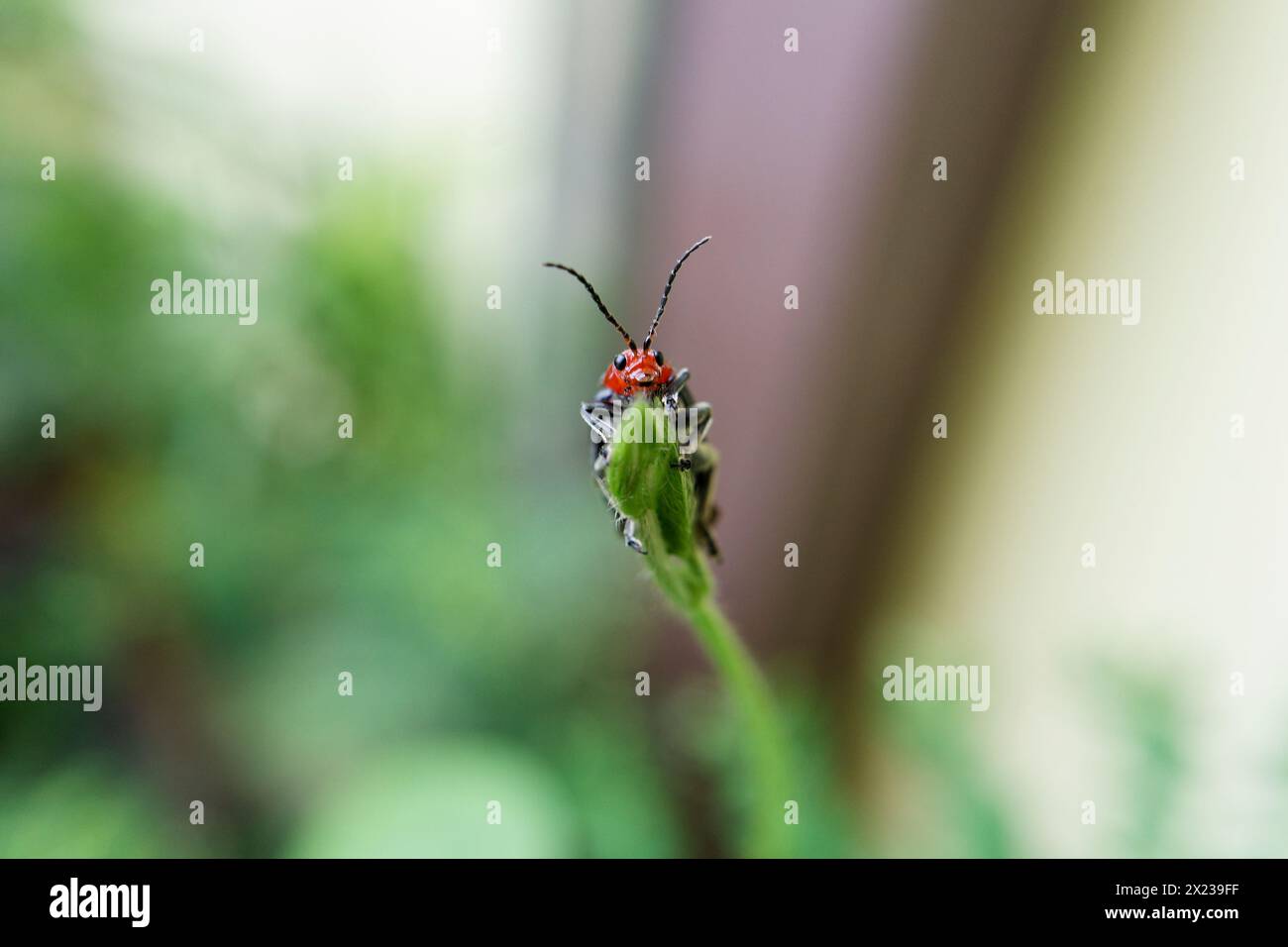 pequeño escarabajo negro de cabeza roja de la especie asphaera lustrans ...