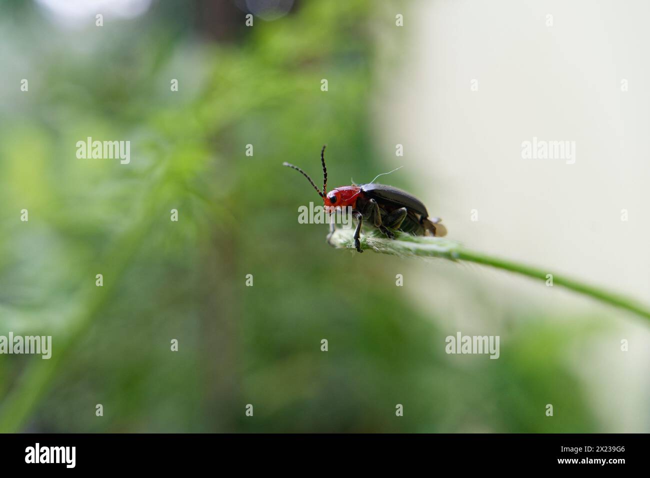pequeño escarabajo negro de cabeza roja de la especie asphaera lustrans ...