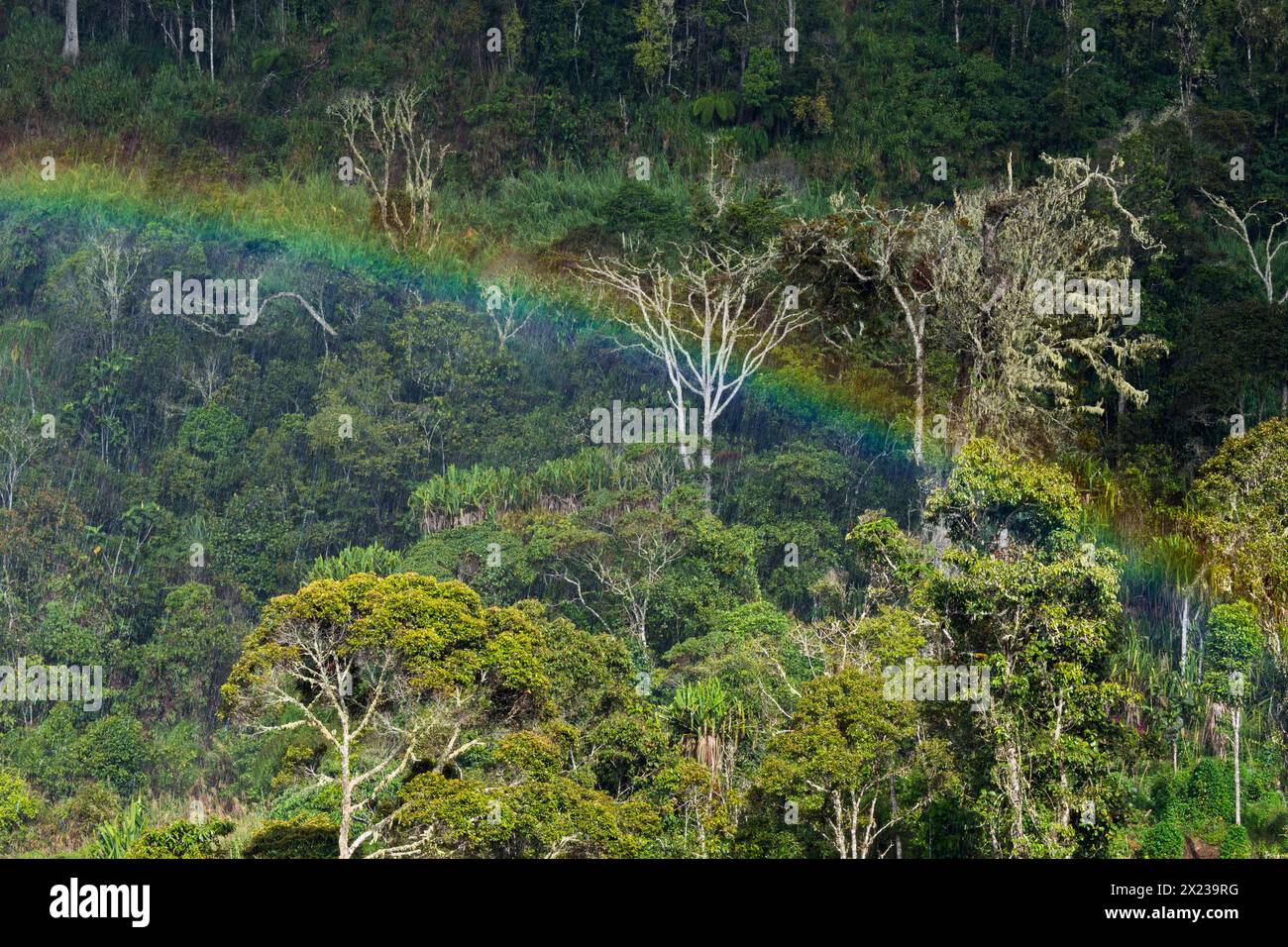 Rainbow over the rainforest, montane rainforest, Eastern Highlands ...