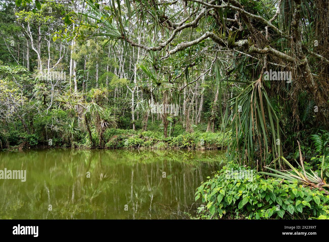 Rainforest forest tree trees papua new guinea hi-res stock photography ...