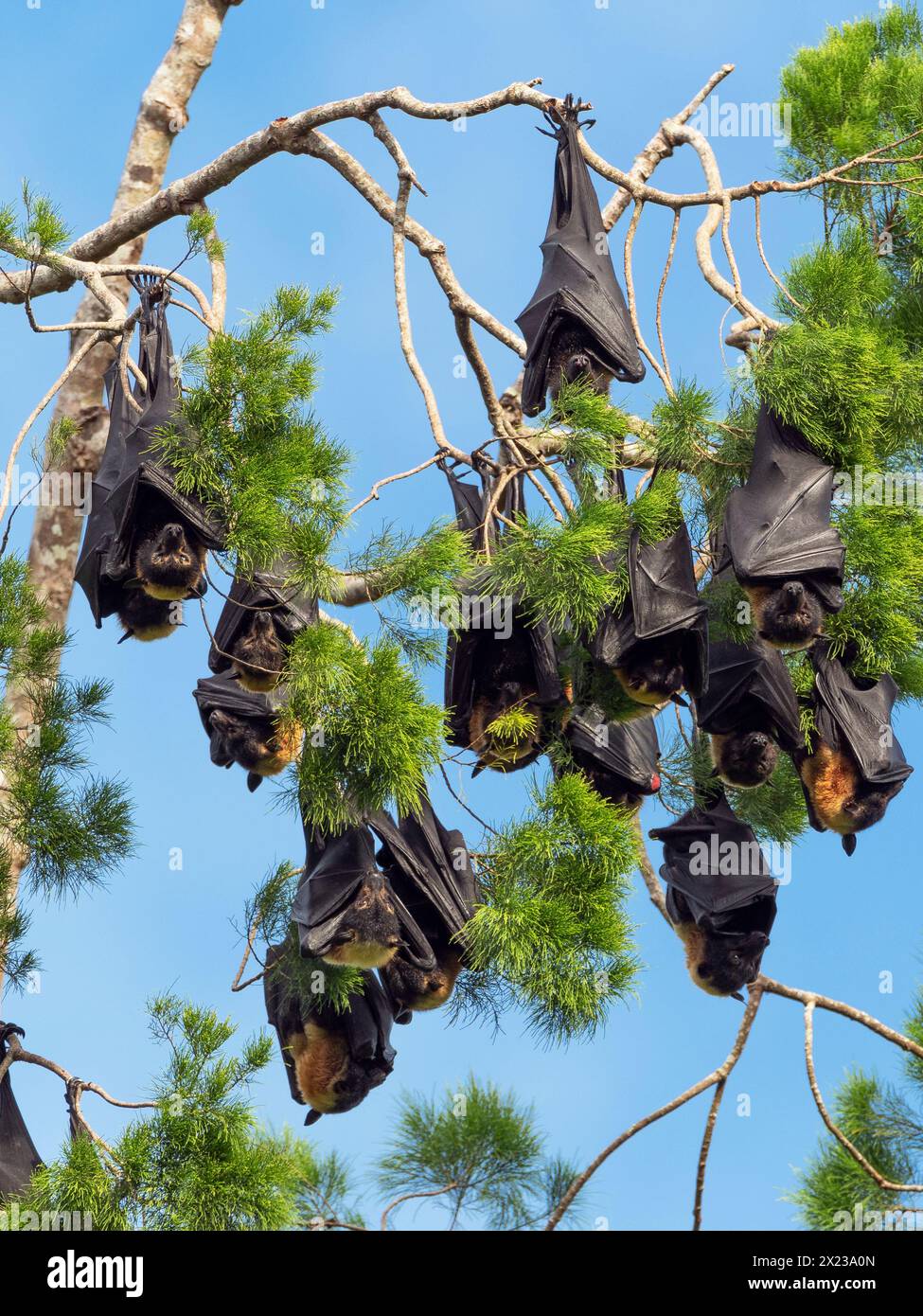 Fruit bats (Pteropus sp.), sleeping in tree, Morobe Province, Papua New ...
