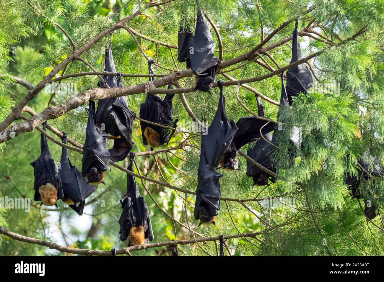 Fruit bats (Pteropus sp.), sleeping in tree, Morobe Province, Papua New ...
