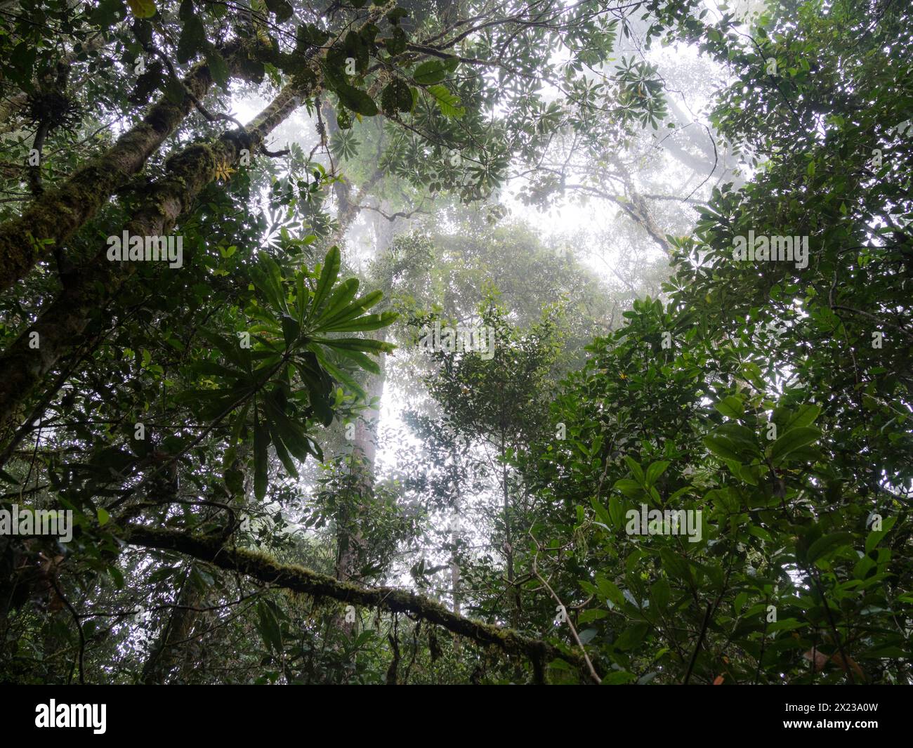 Rainforest, montane rainforest, Eastern Highlands, Papua New Guinea ...