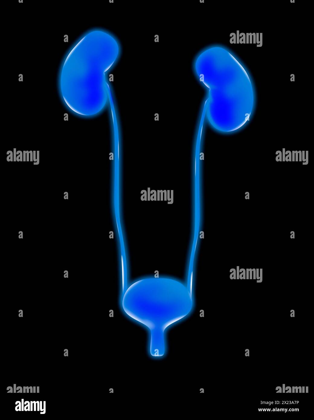 Human urinary system on black background, vector illustration Stock ...