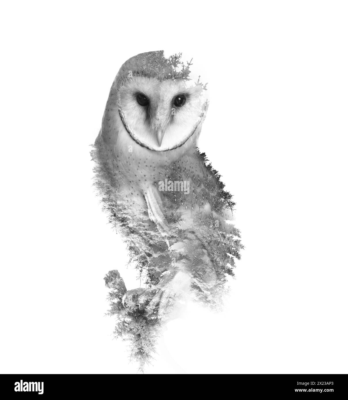 Double exposure of common barn owl and trees Stock Photo - Alamy
