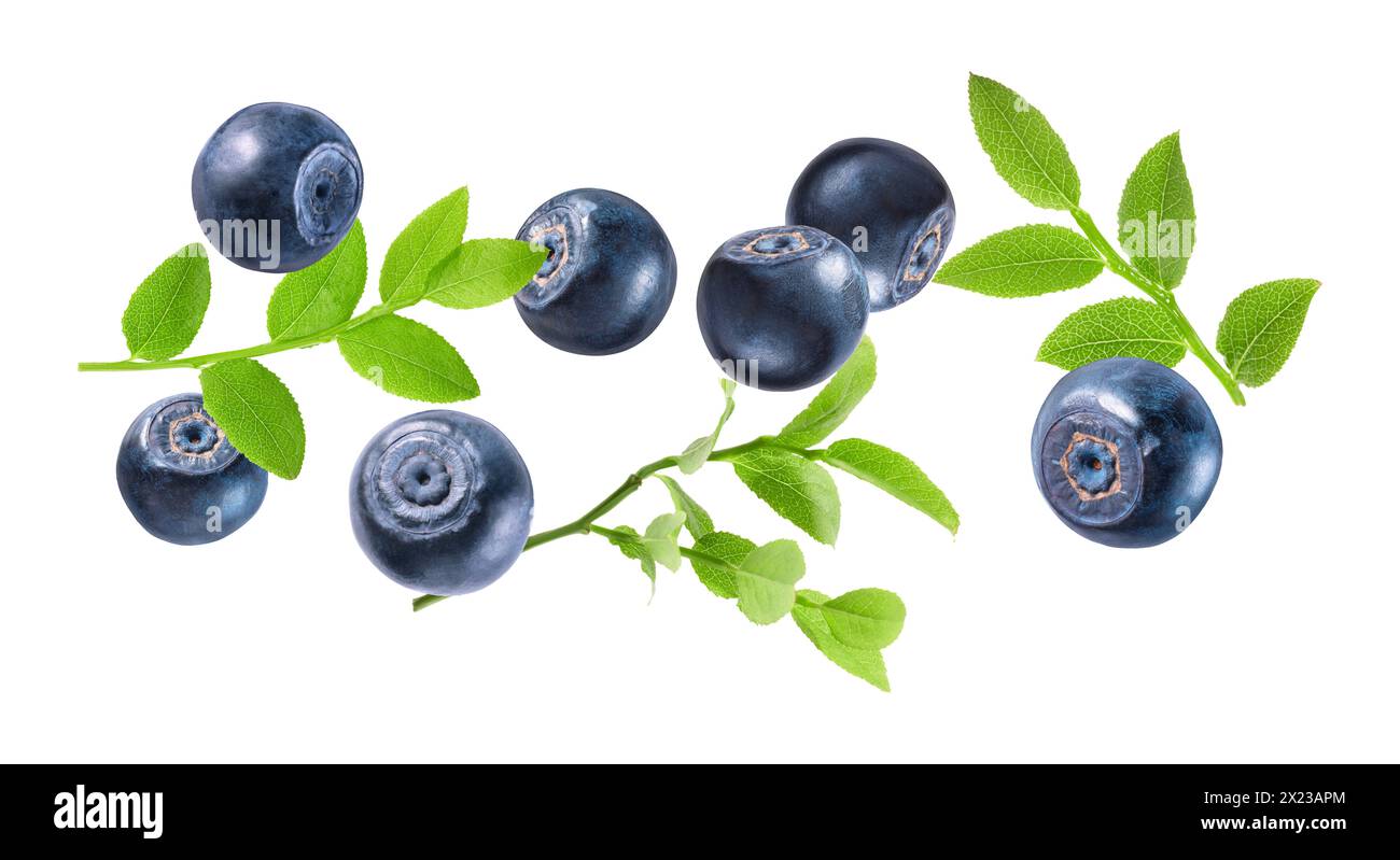 Fresh ripe bilberries and green leaves flying on white background Stock ...